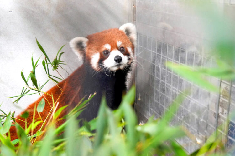 Taipei zoo welcomes red panda pair | News, Sports, Jobs - Altoona Mirror